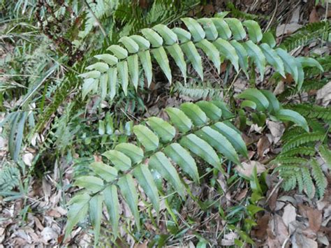 三輪緑地の自然シダ植物他