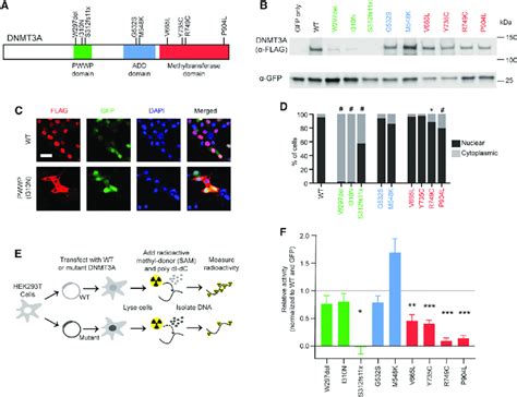 Ndd Associated Dnmt3a Mutations Disrupt Distinct Aspects Of Protein Download Scientific Diagram