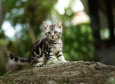 ทาสแมว นราธิวาส