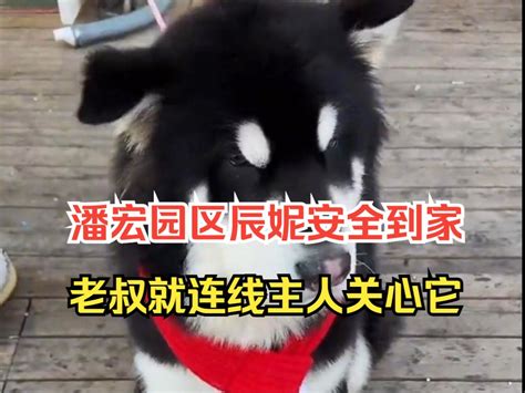 【潘宏园区】辰妮安全到家，老叔连线主人关心，满满的都是爱和不舍，潘宏他们这些人是真喜欢狗呀 潘宏爱吃火龙果w 潘宏爱吃火龙果w 哔哩哔哩视频