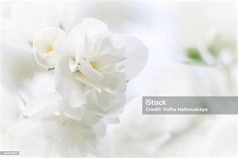 추상적인 꽃 배경 화이트 테리 재스민 꽃 잎 휴일 브랜드 디자인을 위한 매크로 플라워 배경 테리 직물에 대한 스톡 사진 및 기타