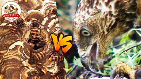 【スズメバチを喰らう】刺されると死ぬこともあるスズメバチ！その攻撃をものともせず巣を襲いハチの子を食べるのはハチクマ！？【どうぶつ奇想天外