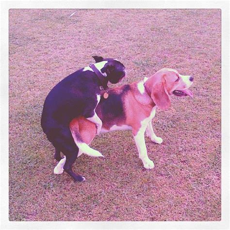 Sylvia Farago S Beagle AnOther