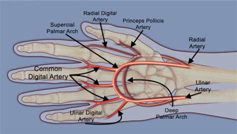 Ulnar Artery Anatomic Structures At Risk
