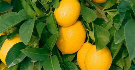 Nimbu Ke Fayde Aur Nuksan Agriculter In Hindi