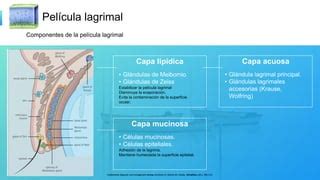 Evaluacion De La Pelicula Lagrimal Pptx