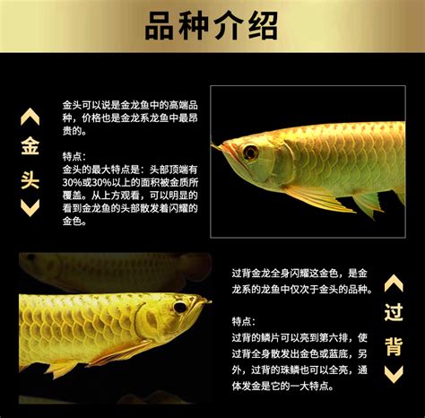 印尼红龙鱼金观赏黄化银龙活鱼观赏小鱼苗龙鱼练手活体幼苗大型 阿里巴巴