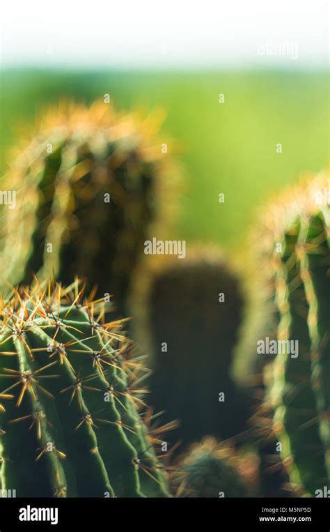 Cactus Echinopsis Tubiflora Stock Photo Alamy