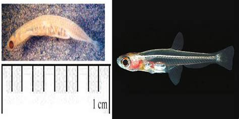Fakta Unik Tentang Hewan Coretan Aa Anwar