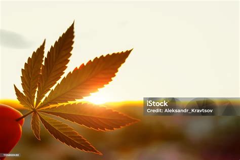 대마초 잎 배경 이미지 일출에서 대마초 식물과 마리화나의 테마 사진 프리미엄 제품 Cbd칸 나비 디올 복사 공간이 있는 흐린 배경 보습제에 대한 스톡 사진 및 기타 이미지
