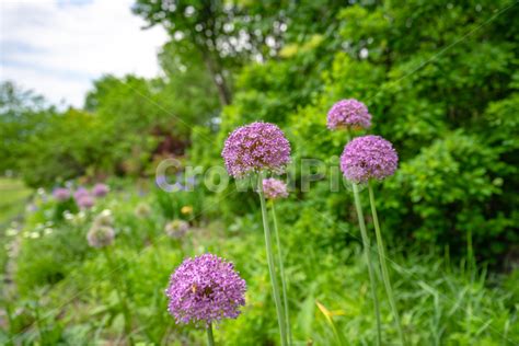 꽃 자연 식물 Flower Natural 사진이미지일러스트캘리그라피 Lliilililiii작가