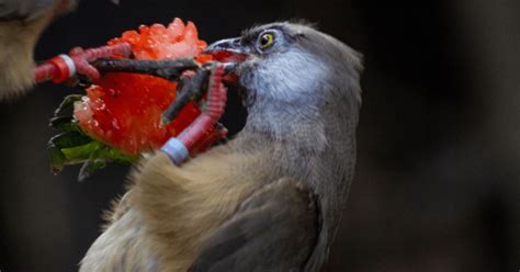 Can Birds Eat Strawberries Heres The Juicy Details On This Delicious