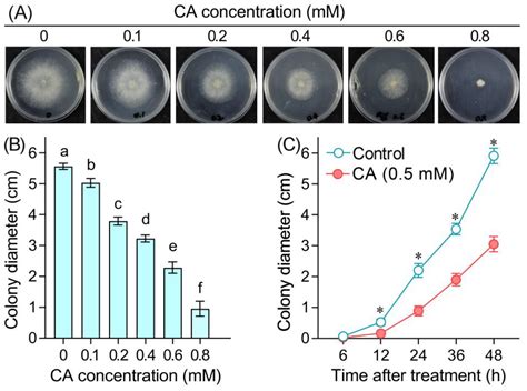 Cinnamaldehyde Inhibits Postharvest Gray Mold On Pepper Fruits Via