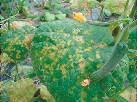 Най опасните болести и неприятели сега по домати краставици пипер и картофи Български Фермер