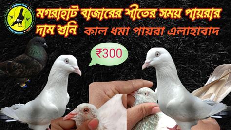 মগরাহাট বাজারের শীতের সময় পায়রার দাম শুনি পায়রা Youtubevideos