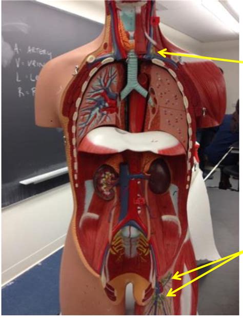 Lymphatic Model 2 Diagram Quizlet