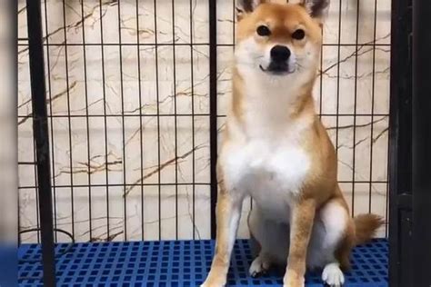 家里有一只听话的柴犬，是多么好的一件事啊！