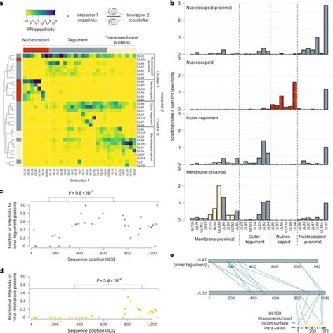 Spatial Arrangement Of Viral Proteins A Heat Map Of Ppi Specificity Download Scientific