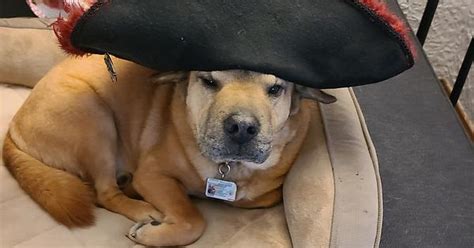 Time For Piracy Album On Imgur
