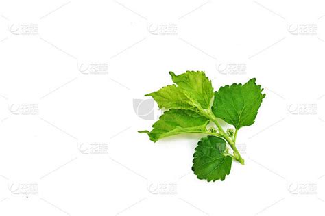桑叶泰国药用分离上白色
