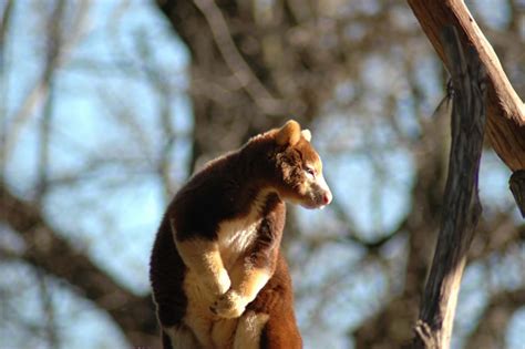 Tree Kangaroo Pics4Learning