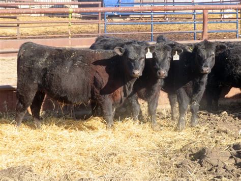 G2 Cattle Co 13 Angus X Replacement Heifers Macoun Sk Team