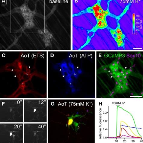 Optogenetic Ca2 Imaging Of Enteric Neuron Glia Crosstalk A Gray