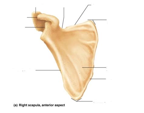 Scapula Anterior View Bone Markings Quiz