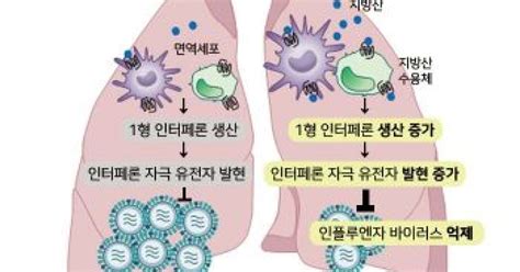 프로바이오틱스 독감 감염 완화에 도움