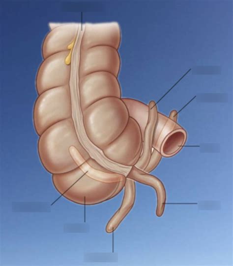 Diagram Of Appendix Quizlet