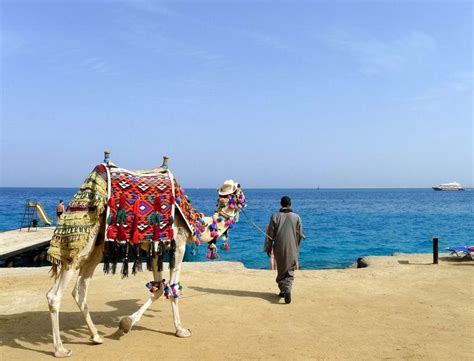 走进埃及之四——红海 开罗旅游攻略 游记 去哪儿攻略