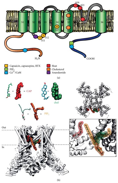 Perspectives Of Trpv1 Function On The Neurogenesis And Neural Plasticity Pmc