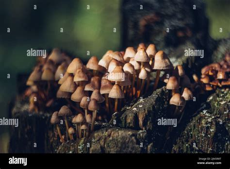 Small Brown Mycena Inclinata Mushrooms On A Rotten Stump Mycena