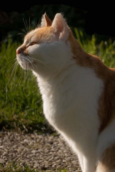 Eux Cest Mes Potits Chats Le Roux Et Blanc Ce Tumbex
