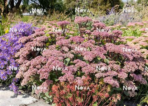 Perennial Border With Sedum
