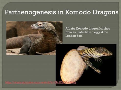 Ppt Parthenogenesis Parthenos Virgin And Genesis Creation