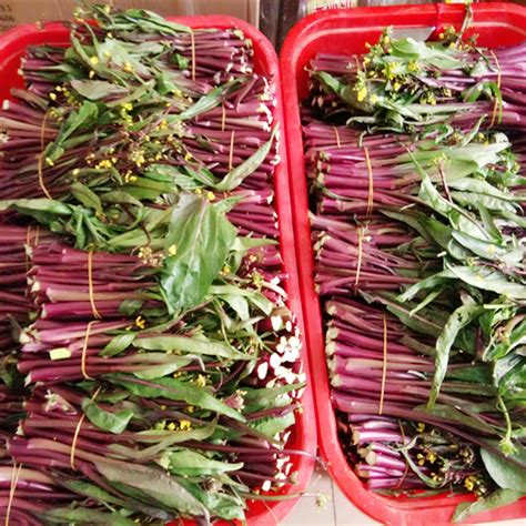 红山菜苔图片大全 红山菜苔 风景图片大全 第2页 大山谷图库