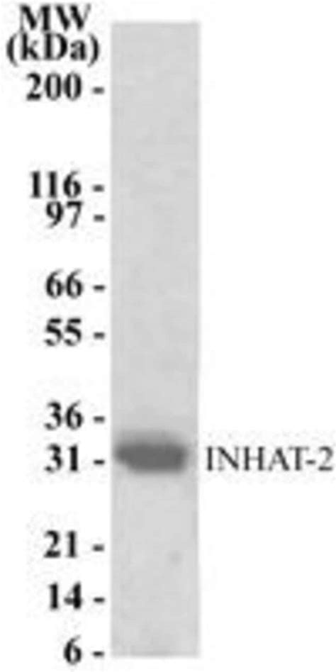 Noc2l Polyclonal Antibody Invitrogen 200 μl Unconjugated Antibodies