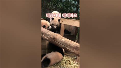 에버랜드 판다월드 루이 후이 다툼 옆에서 있다가 아이바오가 한 행동 Shorts Youtube