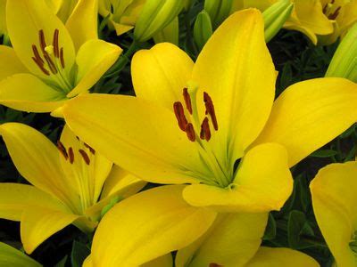 Golden Tycoon Lilium: Buy forced lilium bulbs online in Pakistan - Bagh.pk