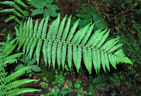 Dryopteris Filix Mas