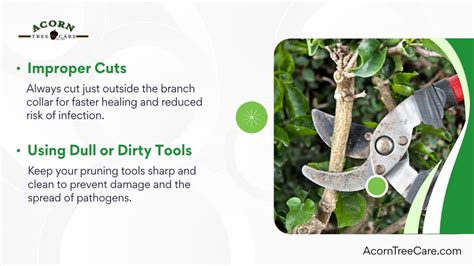 PPT Common Tree Pruning Mistakes To Avoid PowerPoint Presentation Free Download ID