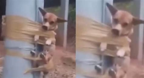 Hombre amarró con cinta a un perrito en un árbol porque la dueña no