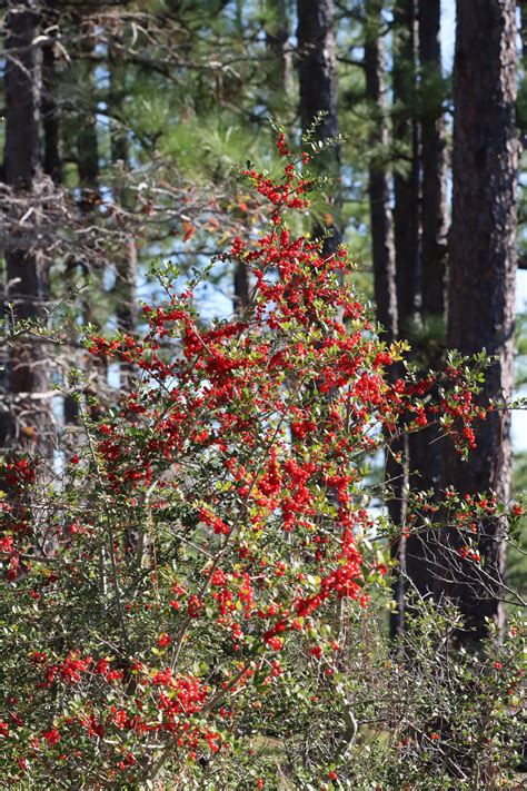 Ilex Vomitoria Yaupon Us Forest Service Research And Development