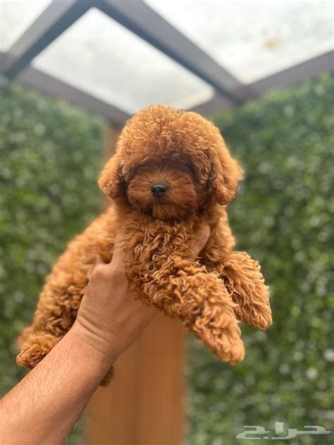 توي بودل موقع حراج