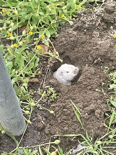 An Albino Gopher R Mildlyinteresting