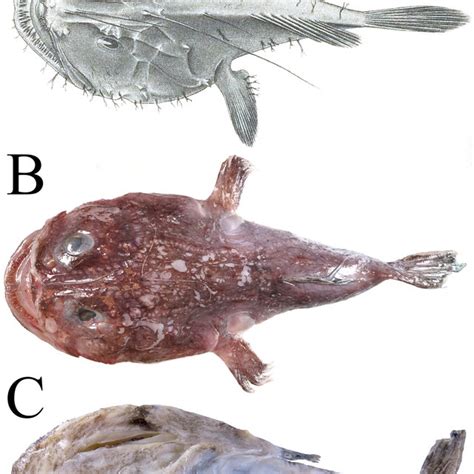 Map Showing The Sampling Area Of Pampus Argenteus Download Scientific
