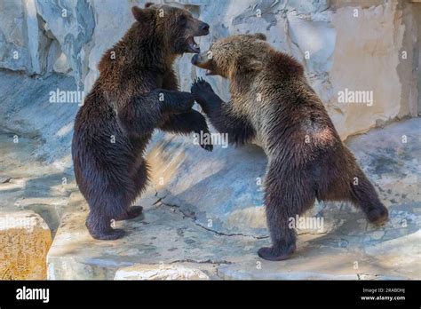 Playful Fight Between Two Grizzly Bears Stock Photo Alamy