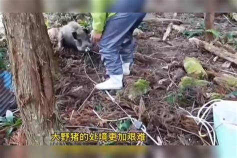 野猪被猎人陷阱抓获，猎人和野猪做最后的搏斗，最终结果如何？野猪结果猎人陷阱