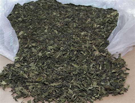 Khat Drug Uk For England And Wales Mttvu